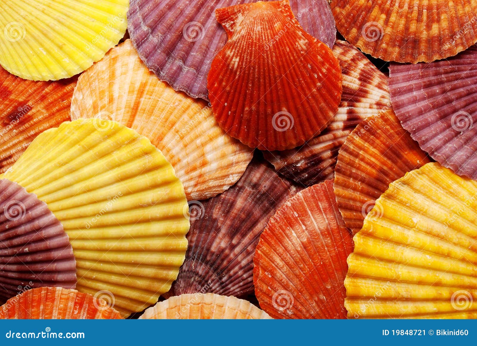 Colorful seashells. stock image. Image of brown, ecology - 19848721