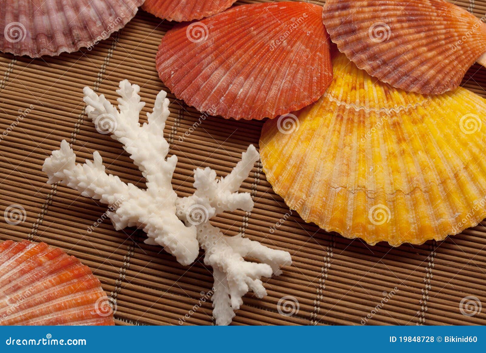 Colorful seashells. stock photo. Image of lots, seashell - 19848728
