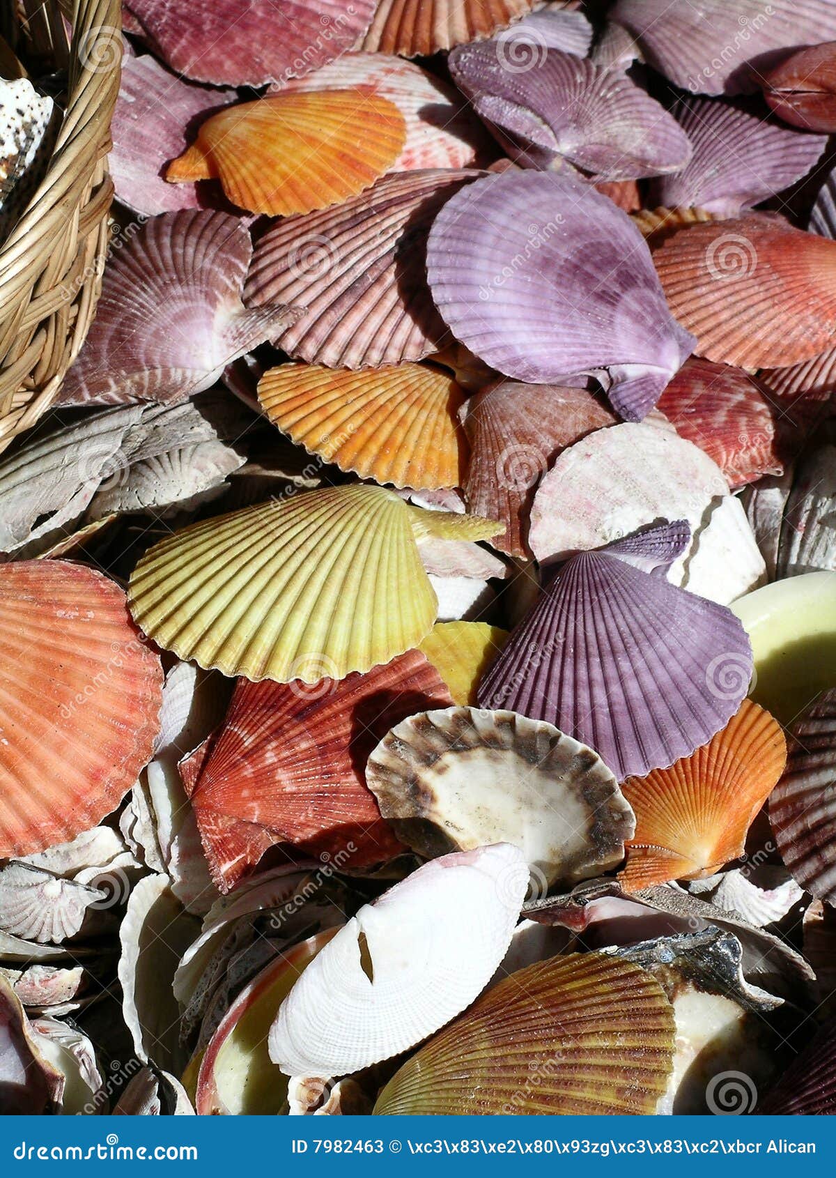 Colorful seashells stock image. Image of shell, shells - 7982463