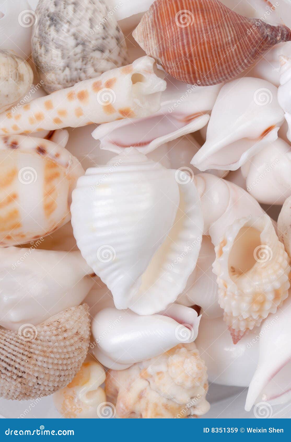 Colorful seashells stock image. Image of cowrie, chastity - 8351359
