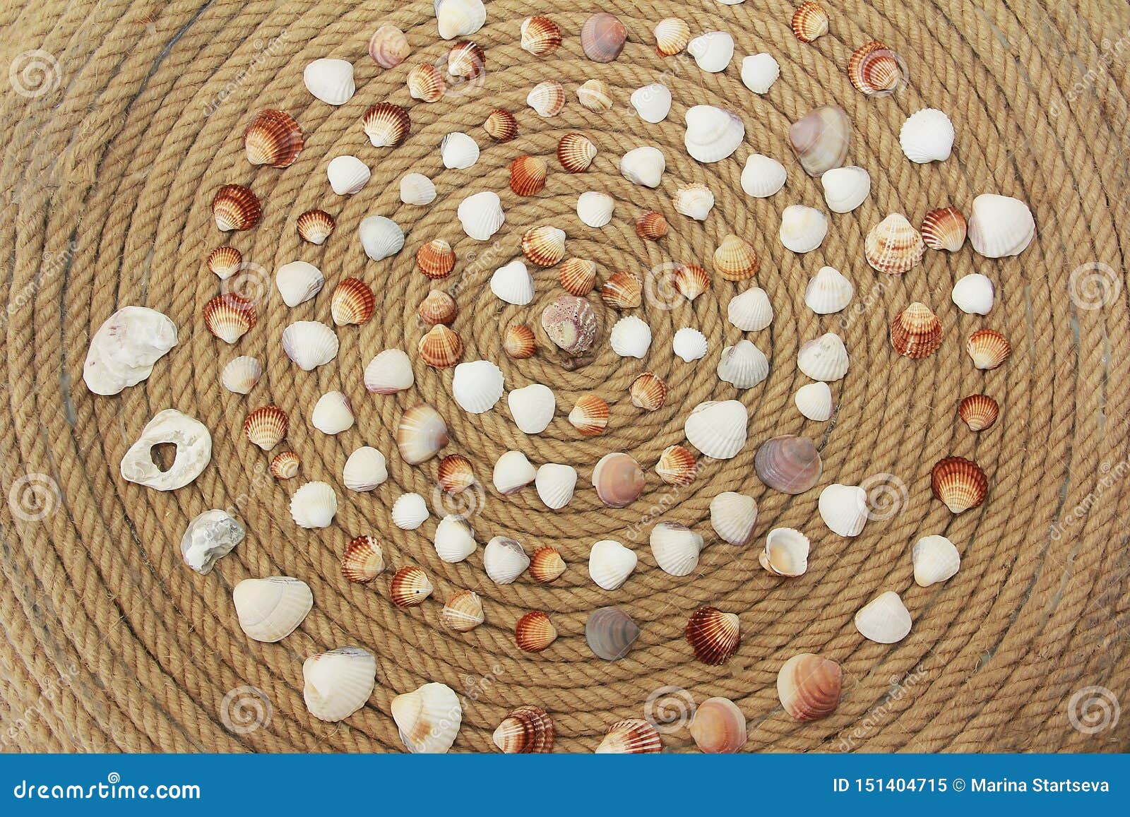 Colorful Seashells Against the Background of Rope Pattern Stock Image ...