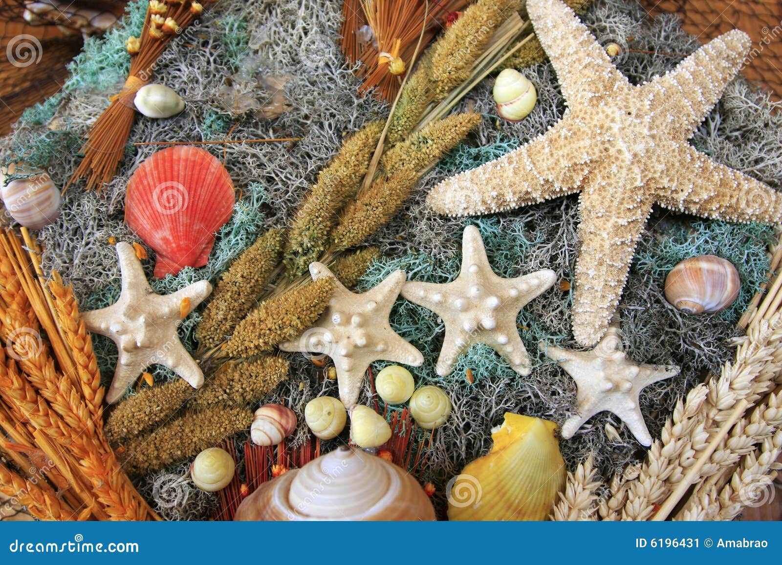 Colorful Seashells Asortment with Stars Stock Image - Image of coast ...