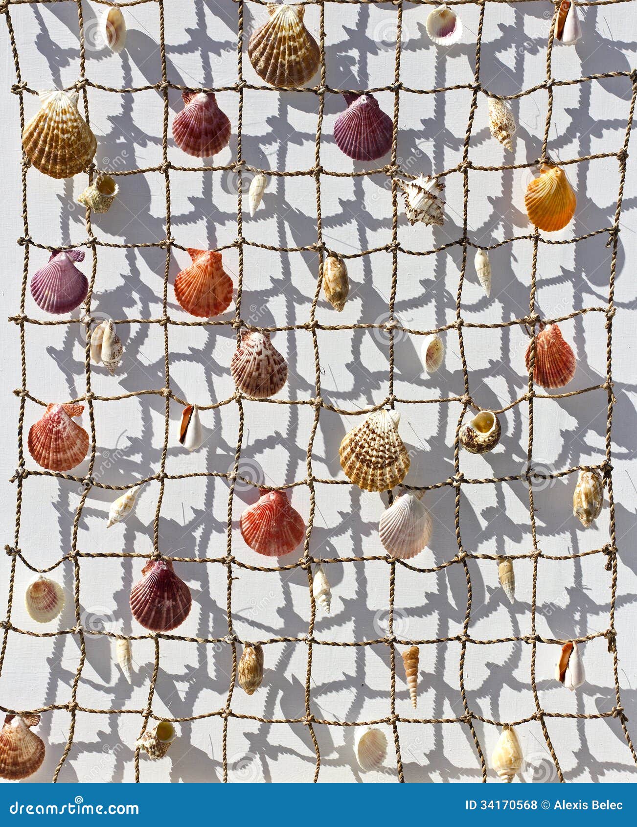 Colorful seashells stock photo. Image of shape, white - 34170568