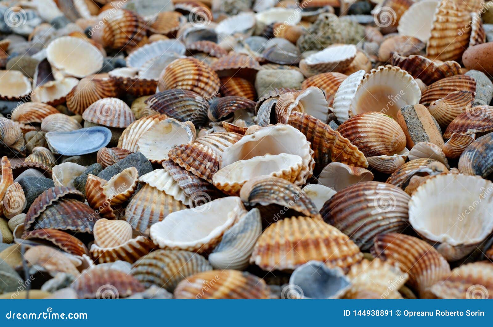 Colorful Seashells on the Beach Stock Image - Image of collection ...