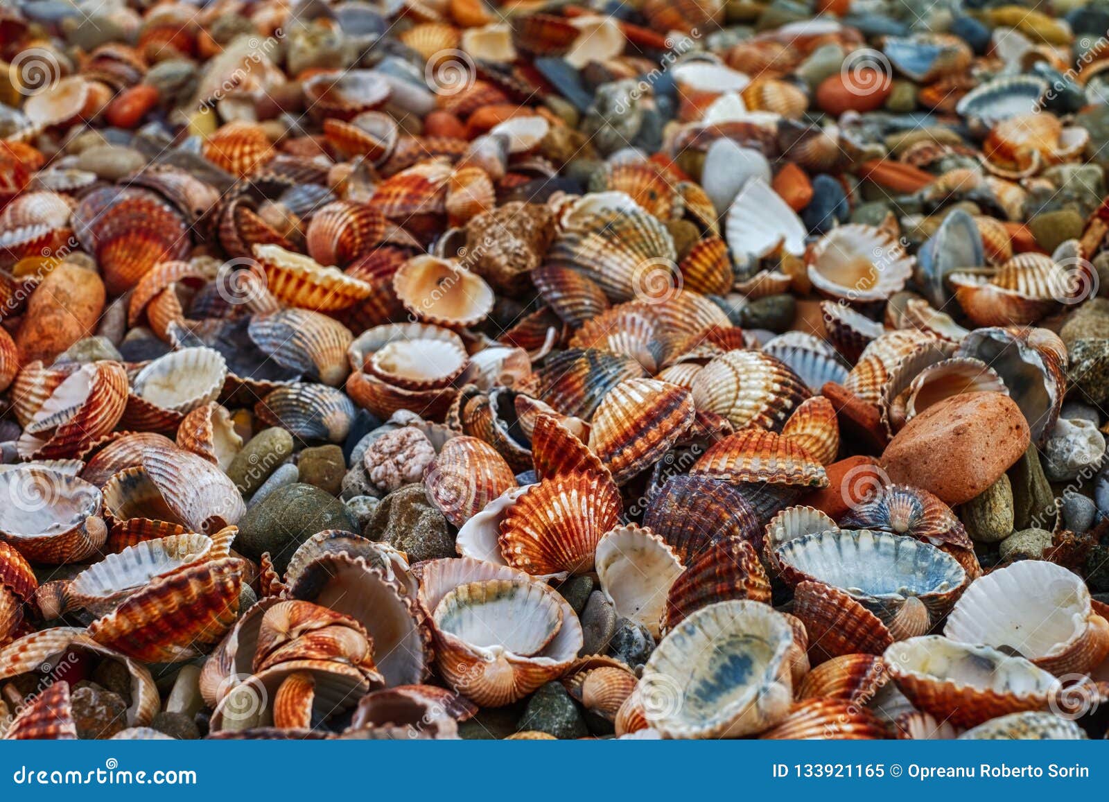 Colorful Seashells on the Beach Stock Image - Image of sand, conch ...