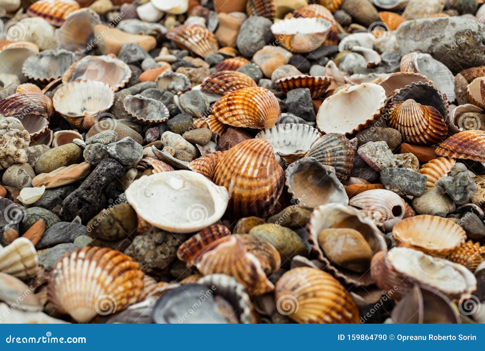 Colorful Seashells on the Beach Stock Photo - Image of blue, life ...