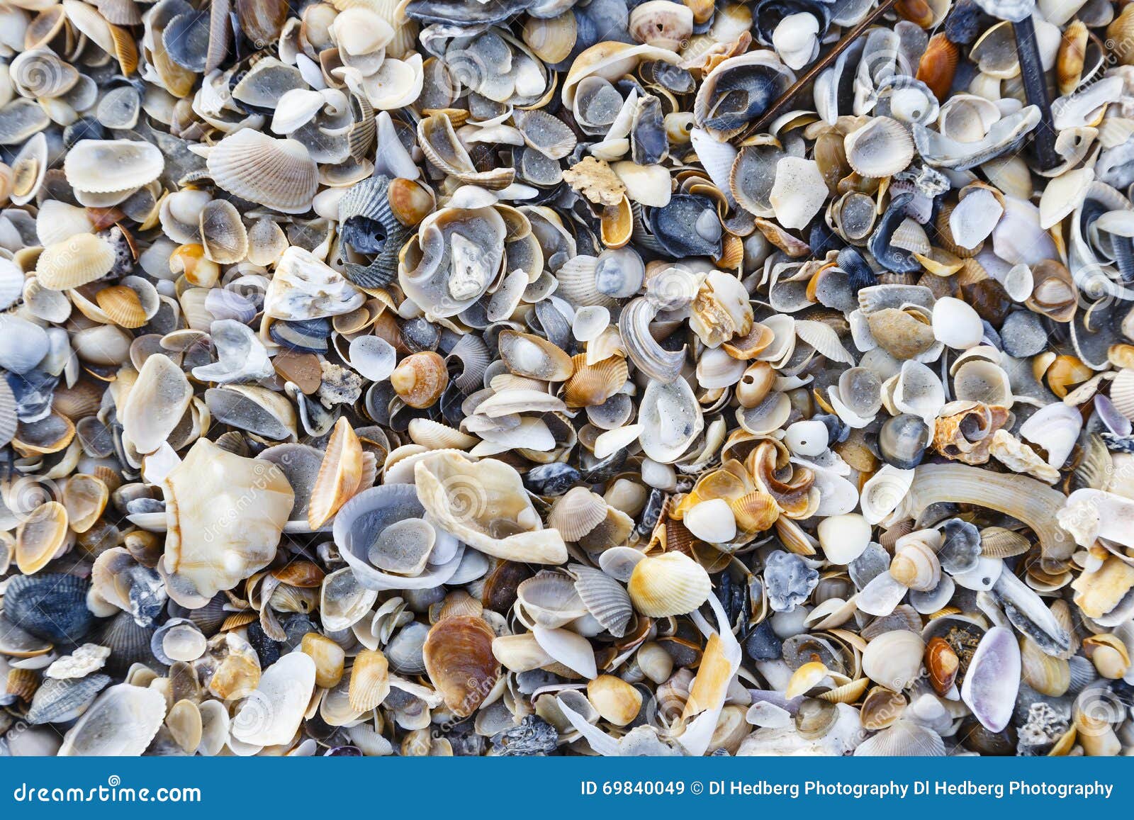 Colorful Seashells on the Beach in Florida. Stock Image - Image of ...