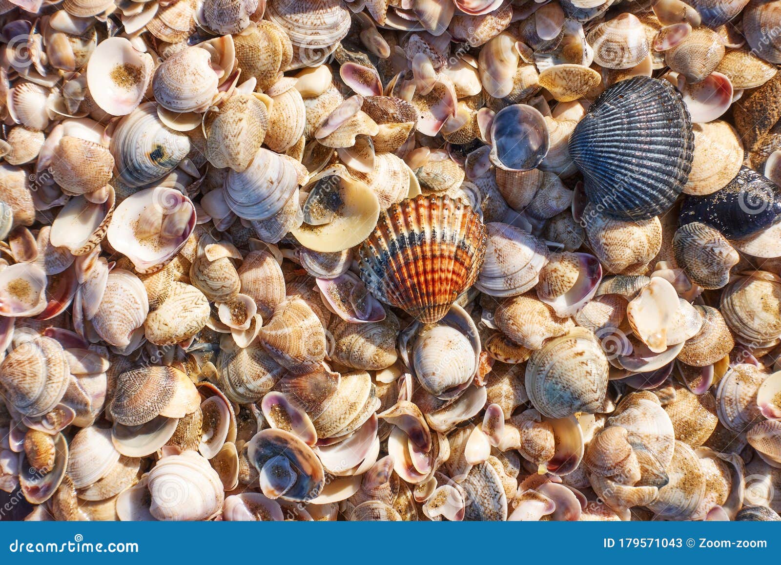 Colorful Seashells on the Beach Stock Image - Image of background ...
