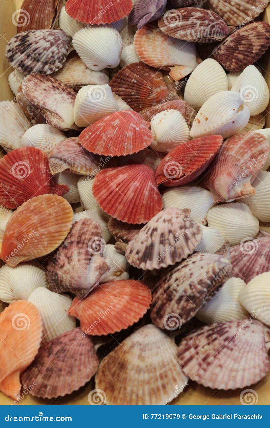 Colorful Seashells stock image. Image of bivalvia, aquarium - 77219079