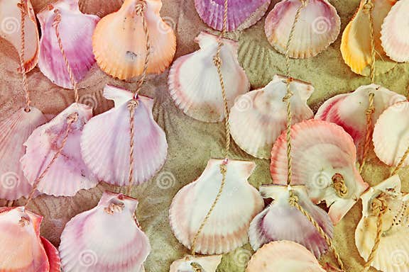 Colorful seashells on sand stock photo. Image of horizontal - 14962834