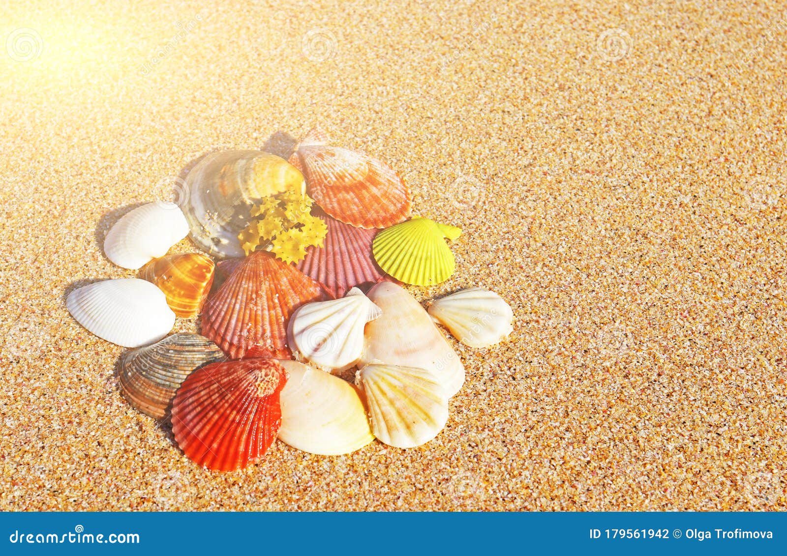 Colorful Seashells on a Sandy Beach Stock Photo - Image of natural ...