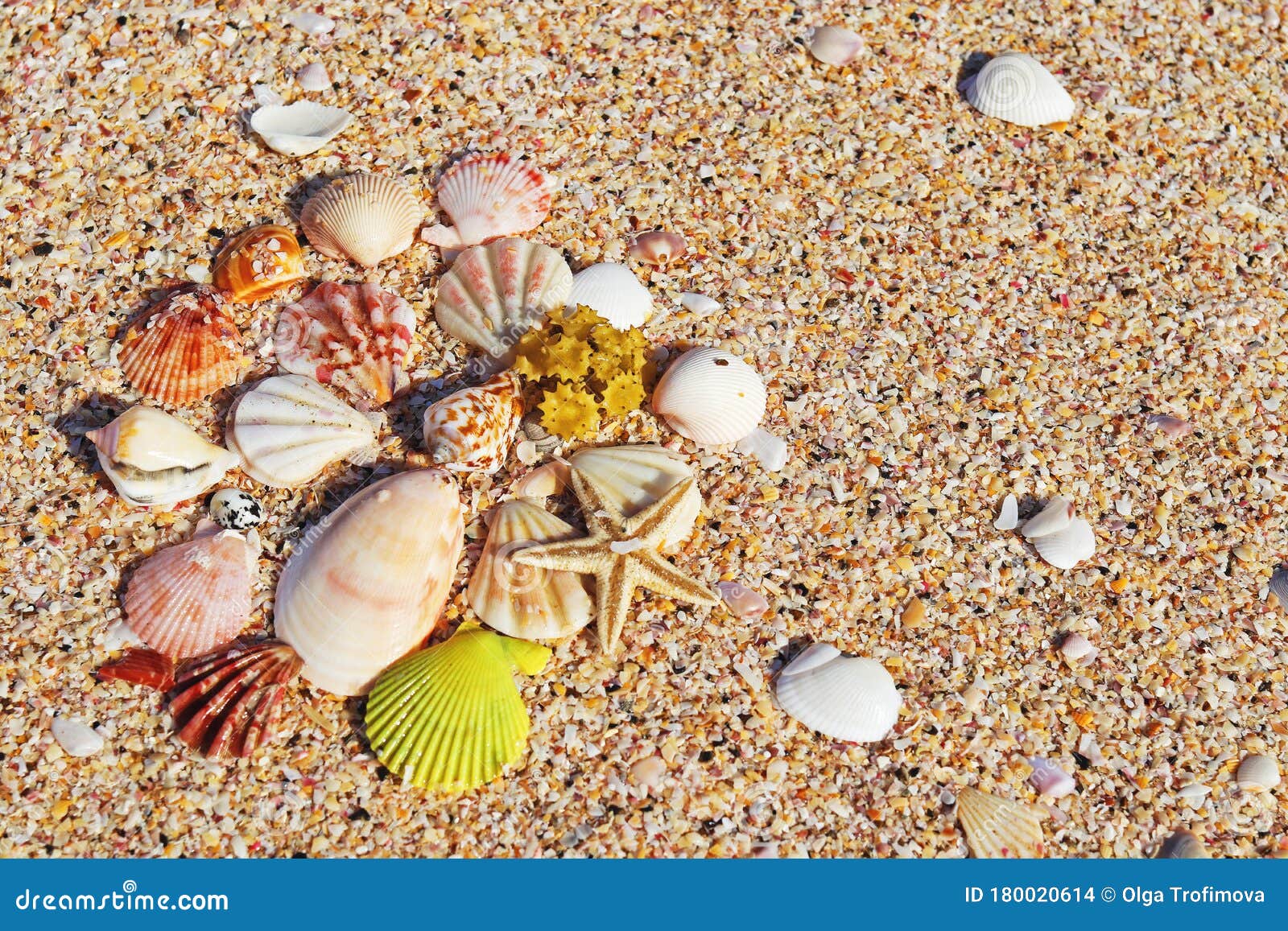 Colorful Seashells on a Sandy Beach Stock Photo - Image of sand ...