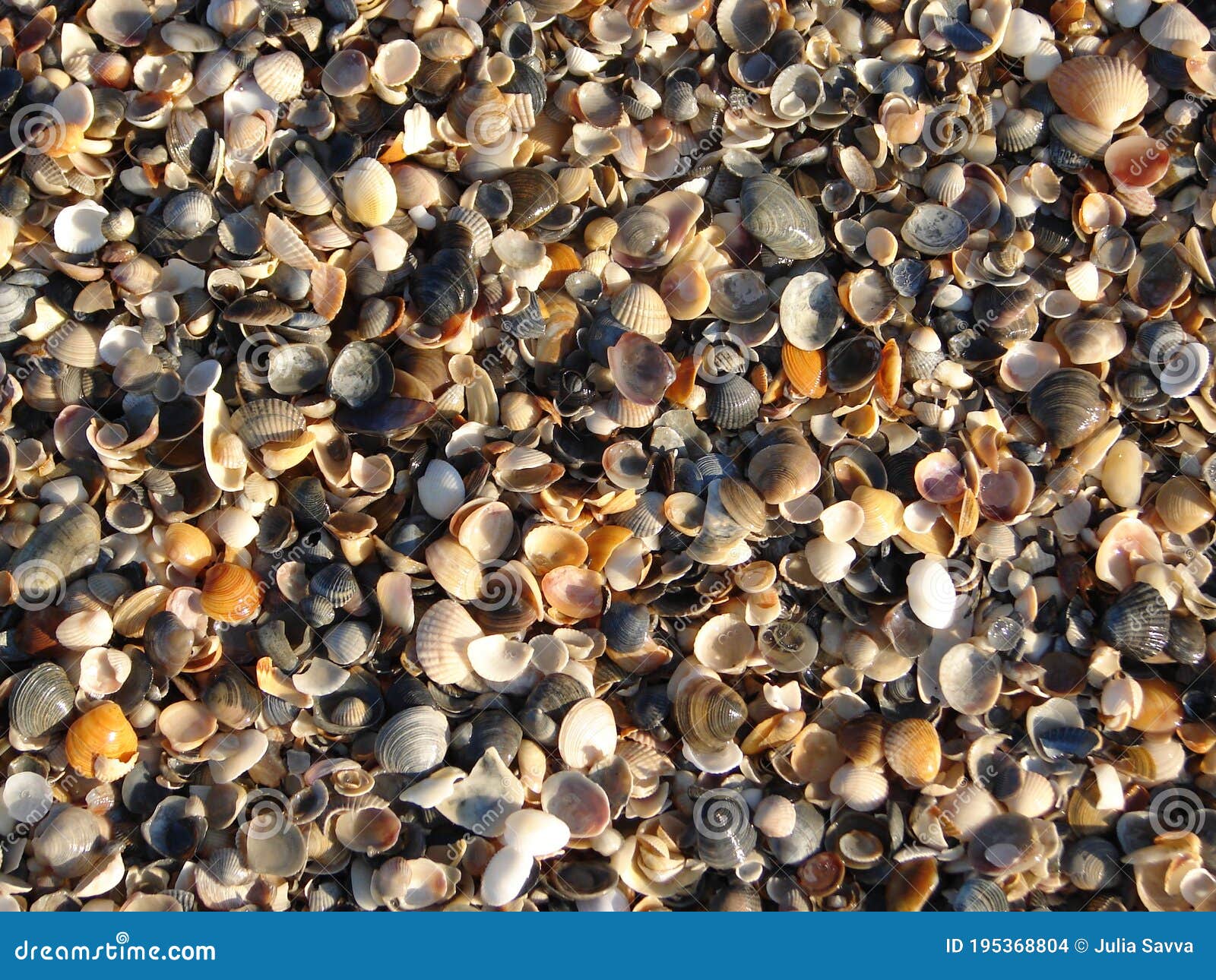 The Colorful Seashells on the Seashore Stock Photo - Image of beauty ...