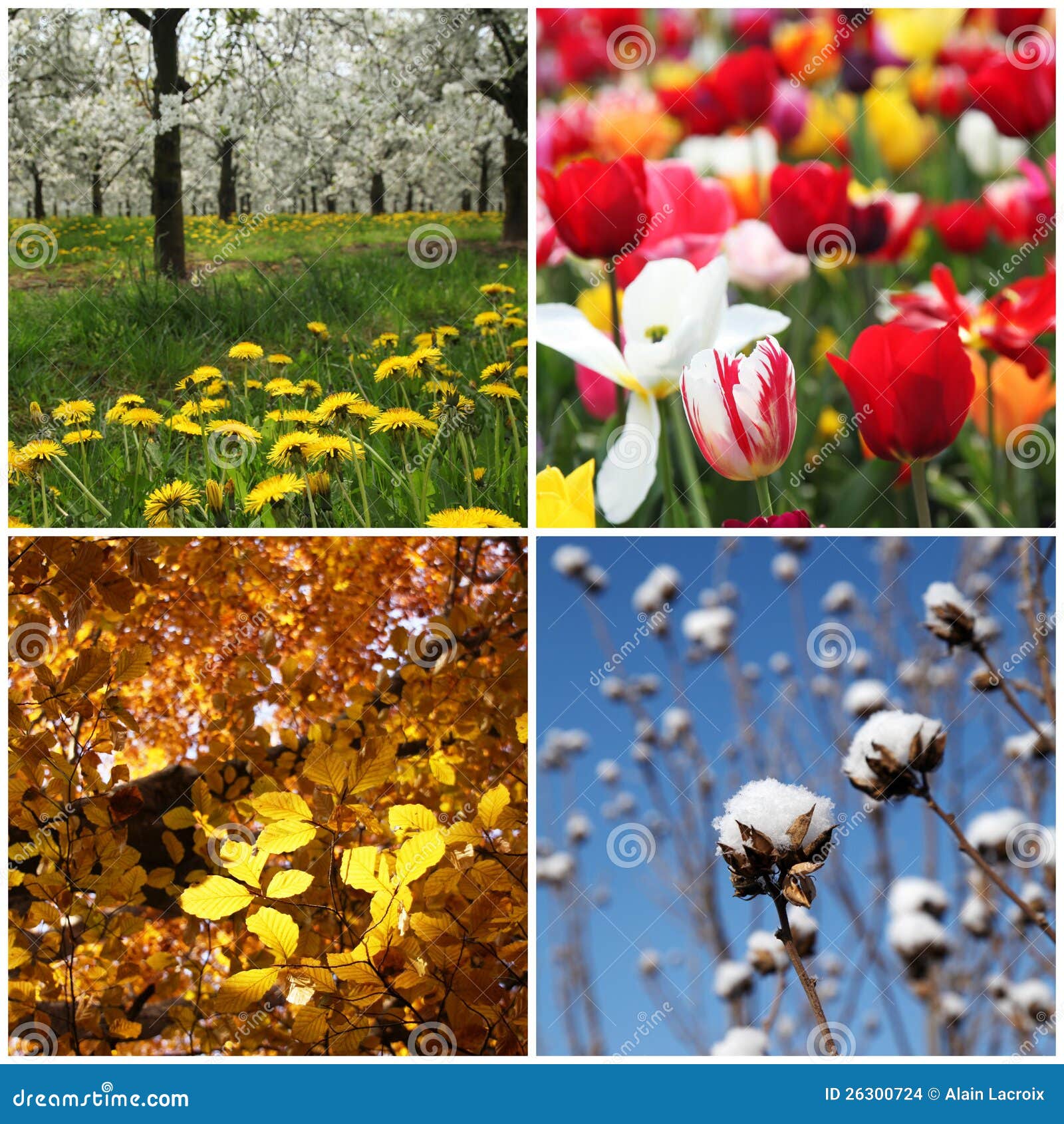 Colorful seasons stock photo. Image of cold, january - 26300724