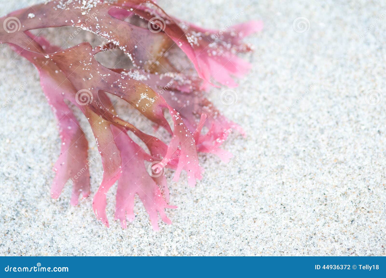 Colorful Seaweed at the Beach Stock Photo - Image of water, tidepool ...