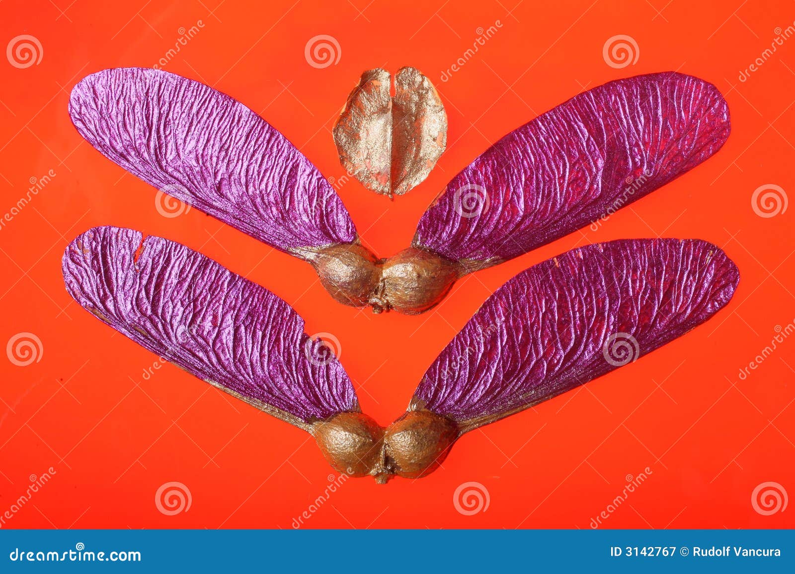 Colorful Seeds on Background Stock Image - Image of seeds, arrangement ...