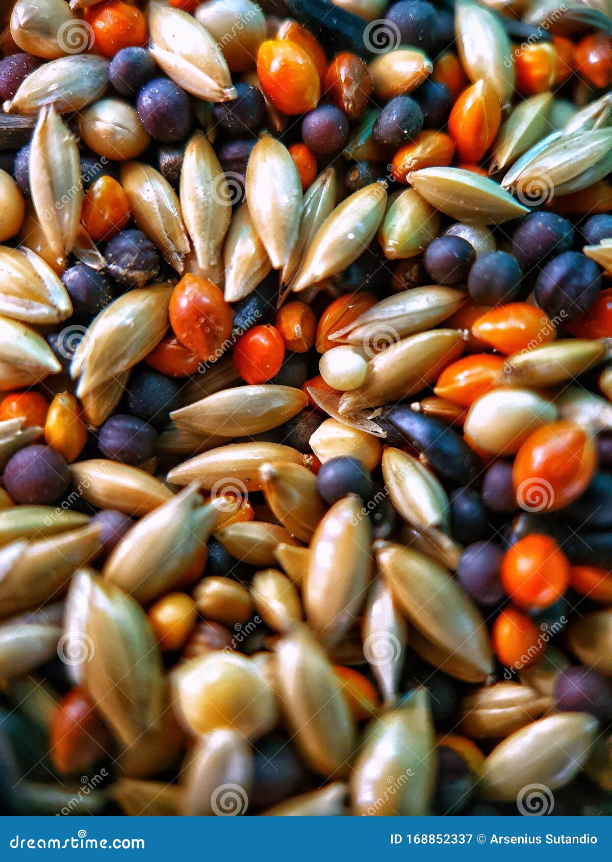 Colorful Seeds for My Birds Stock Image - Image of organic, nature ...