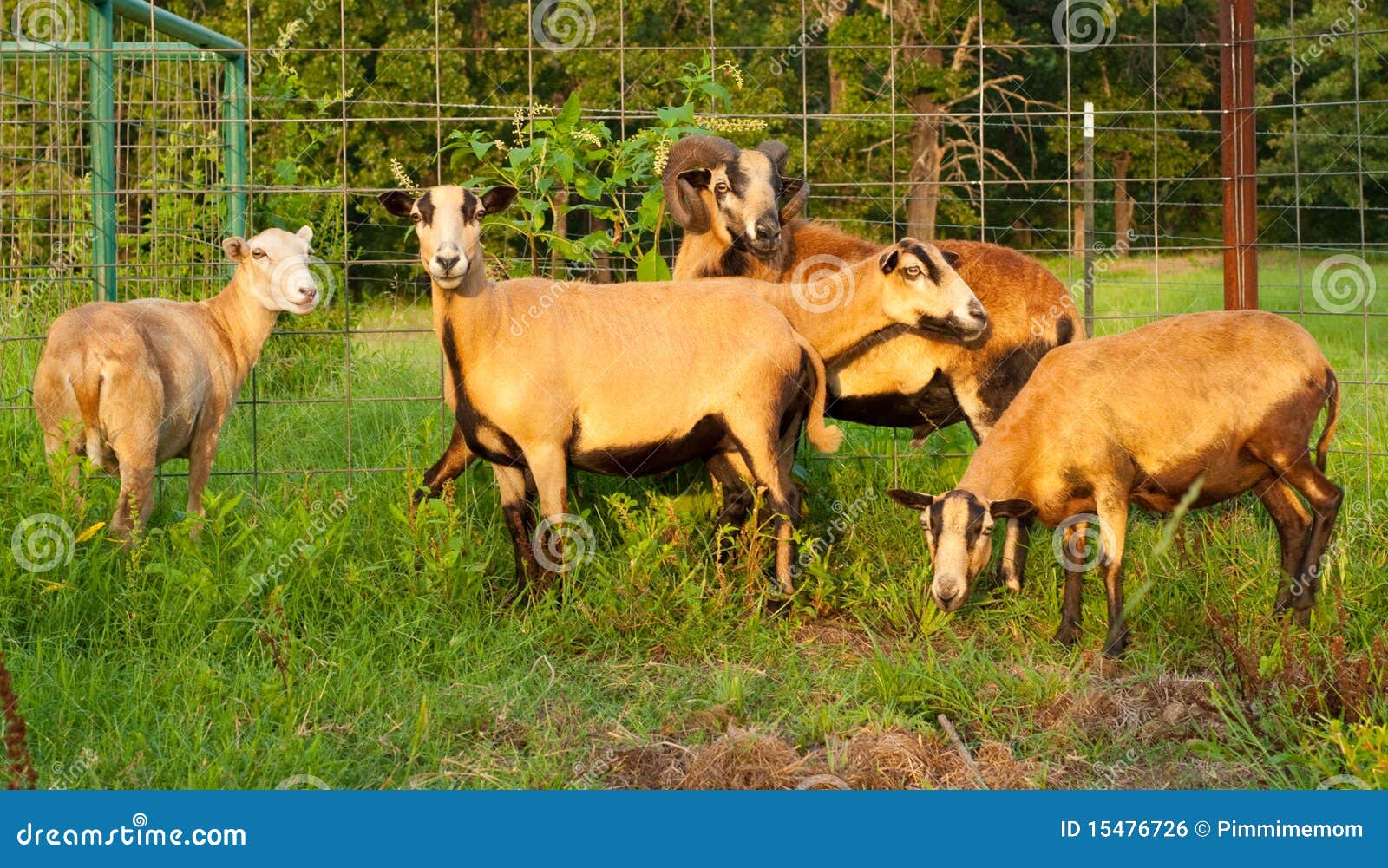 Colorful Sheep in Evening Sun Stock Photo - Image of fence, beautiful ...