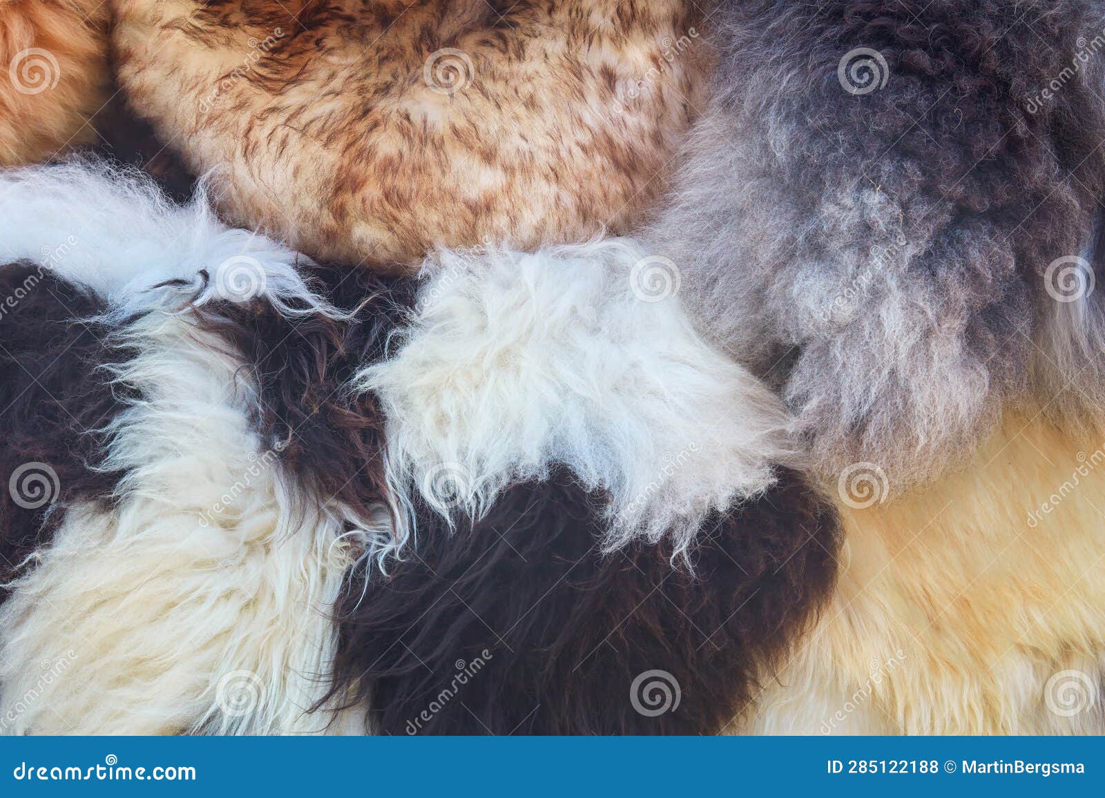 Colorful sheep wool rugs stock photo. Image of white - 285122188