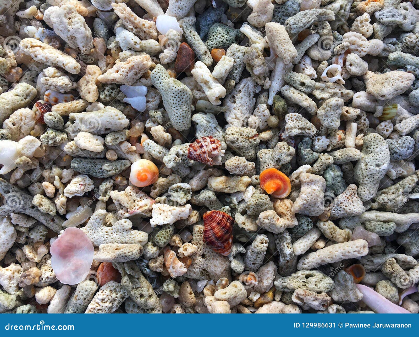 Colorful Shell on Coral Beach Stock Image - Image of pebble, island ...