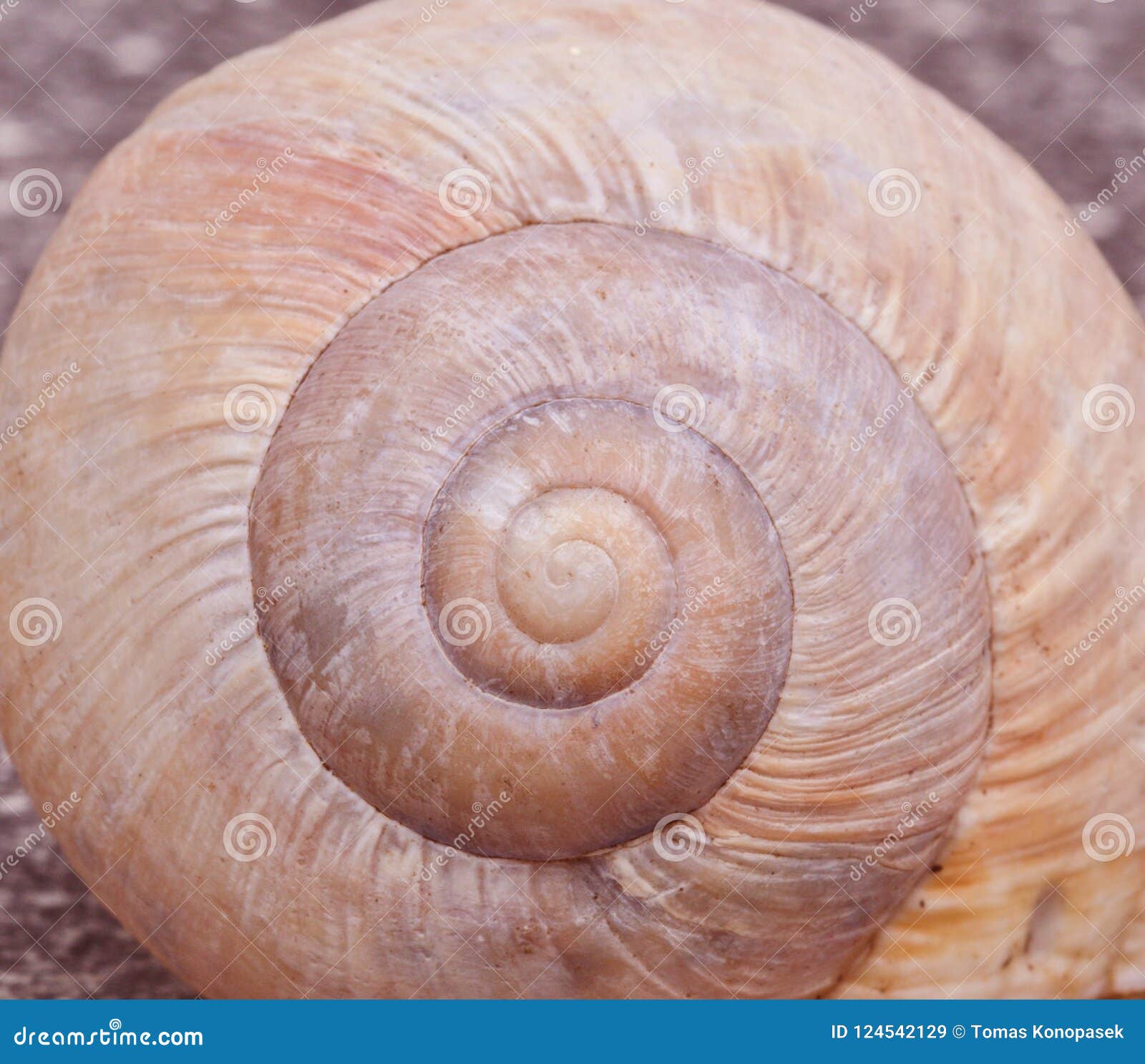 Colorful Shell of the Snail. Stock Image - Image of helix, detail ...