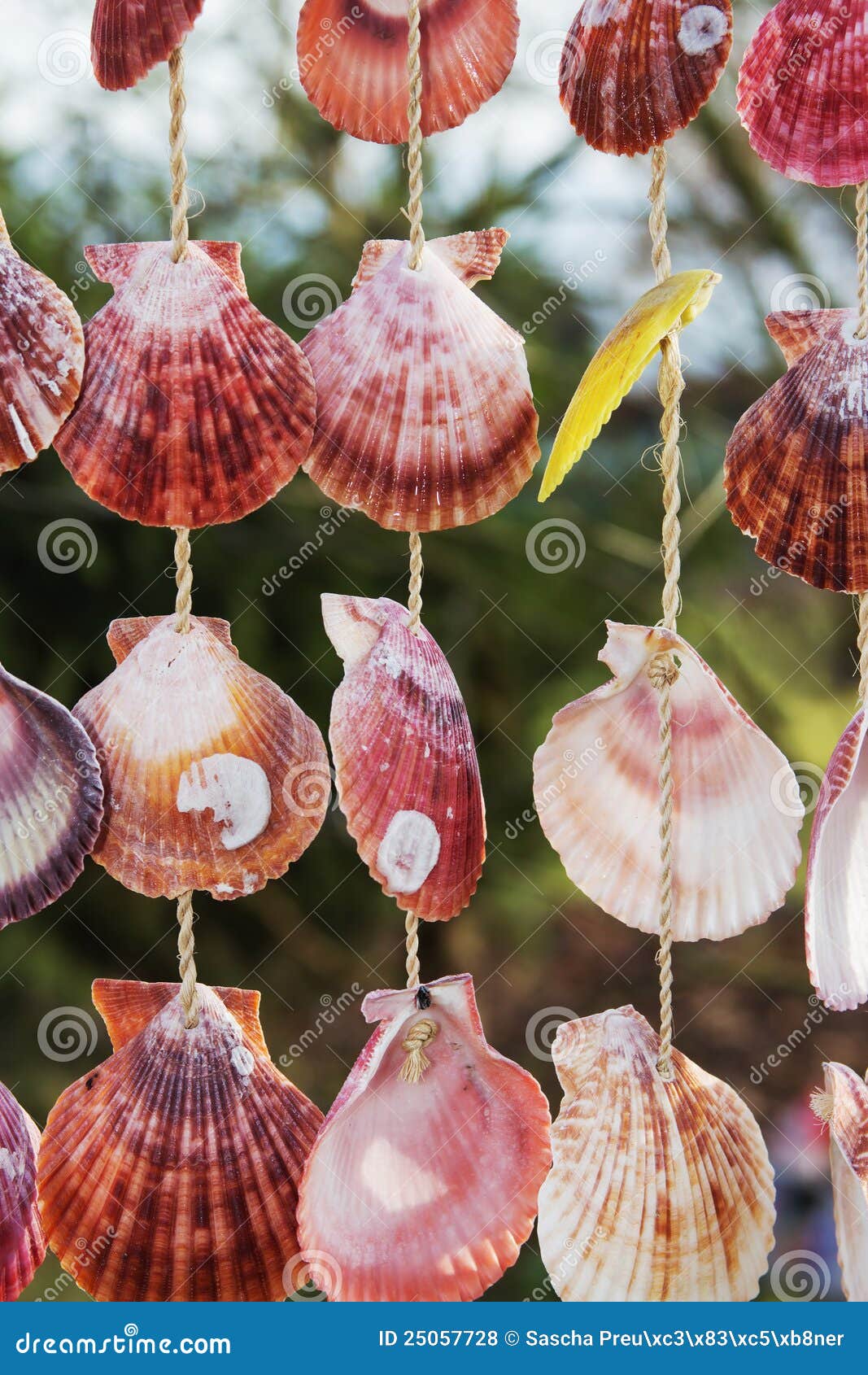 Colorful shells stock photo. Image of decoration, outdoor - 25057728
