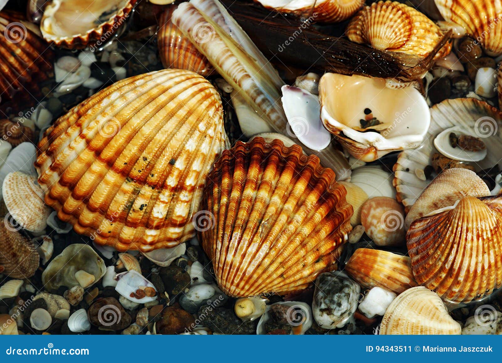 Colorful Shells Background. Stock Image - Image of background, pattern ...
