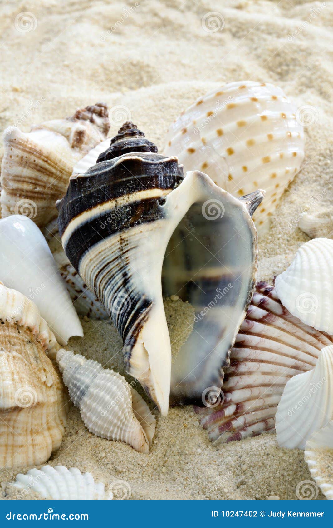 Colorful Shells on beach stock photo. Image of closeup - 10247402