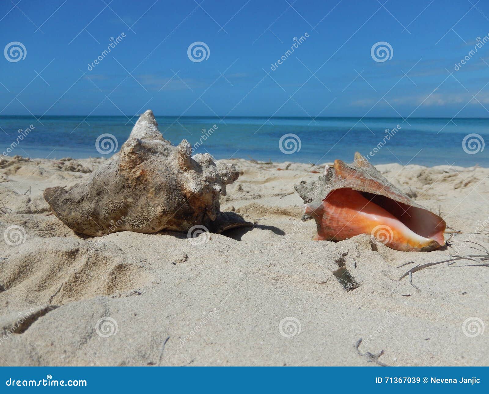 COLORFUL SHELLS on the BEACH, CAYO IGUANA, CUBA Stock Image - Image of ...
