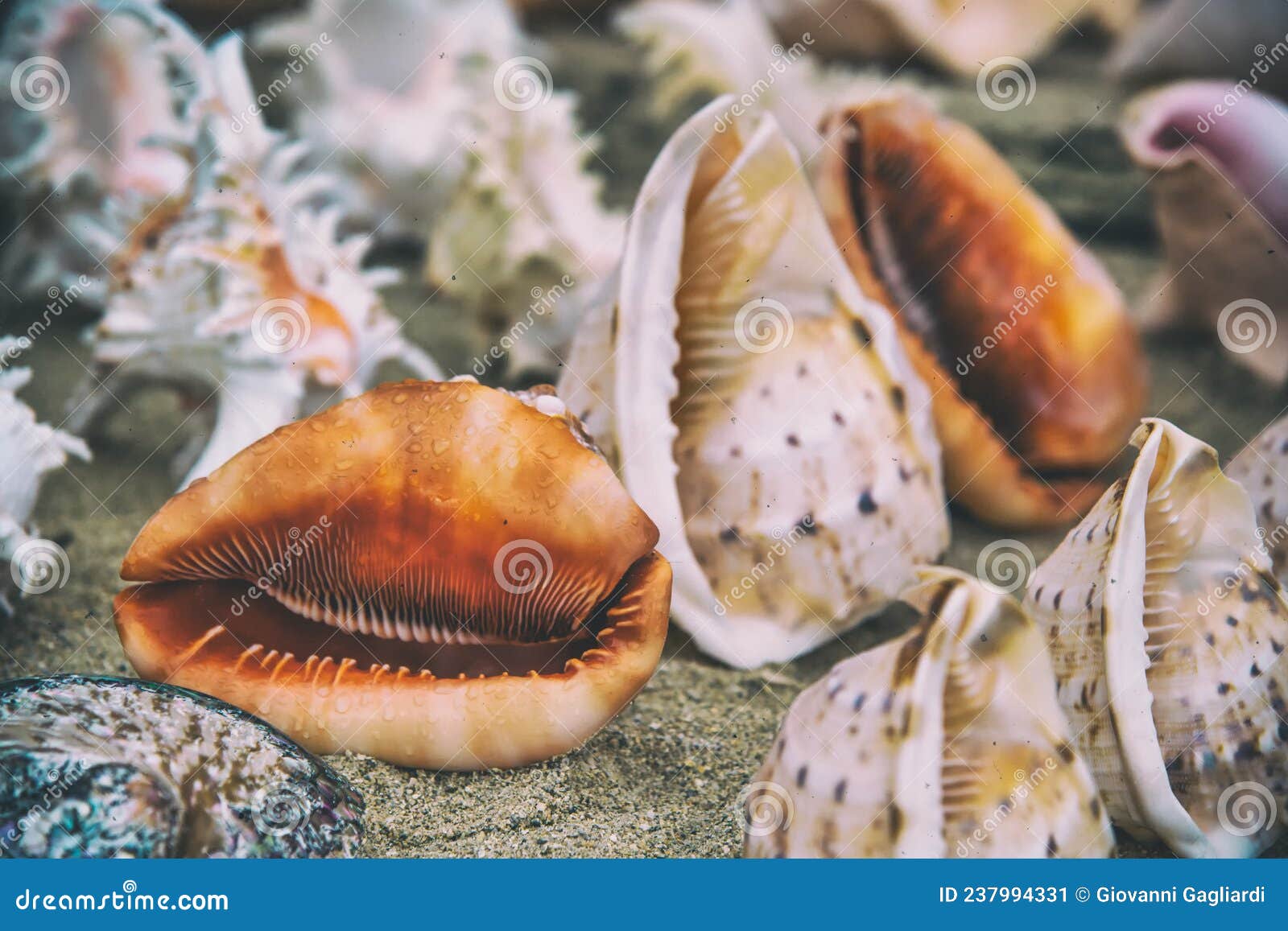 Colorful Shells on the Beach. Holiday Concept Stock Image - Image of ...