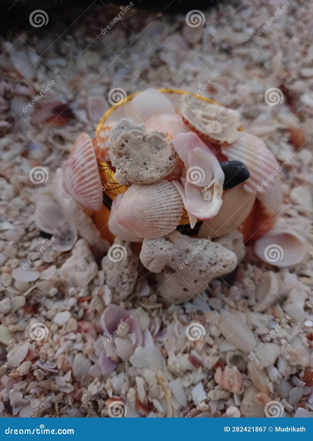 Colorful Shells in the Beach Sand Stock Image - Image of shells ...