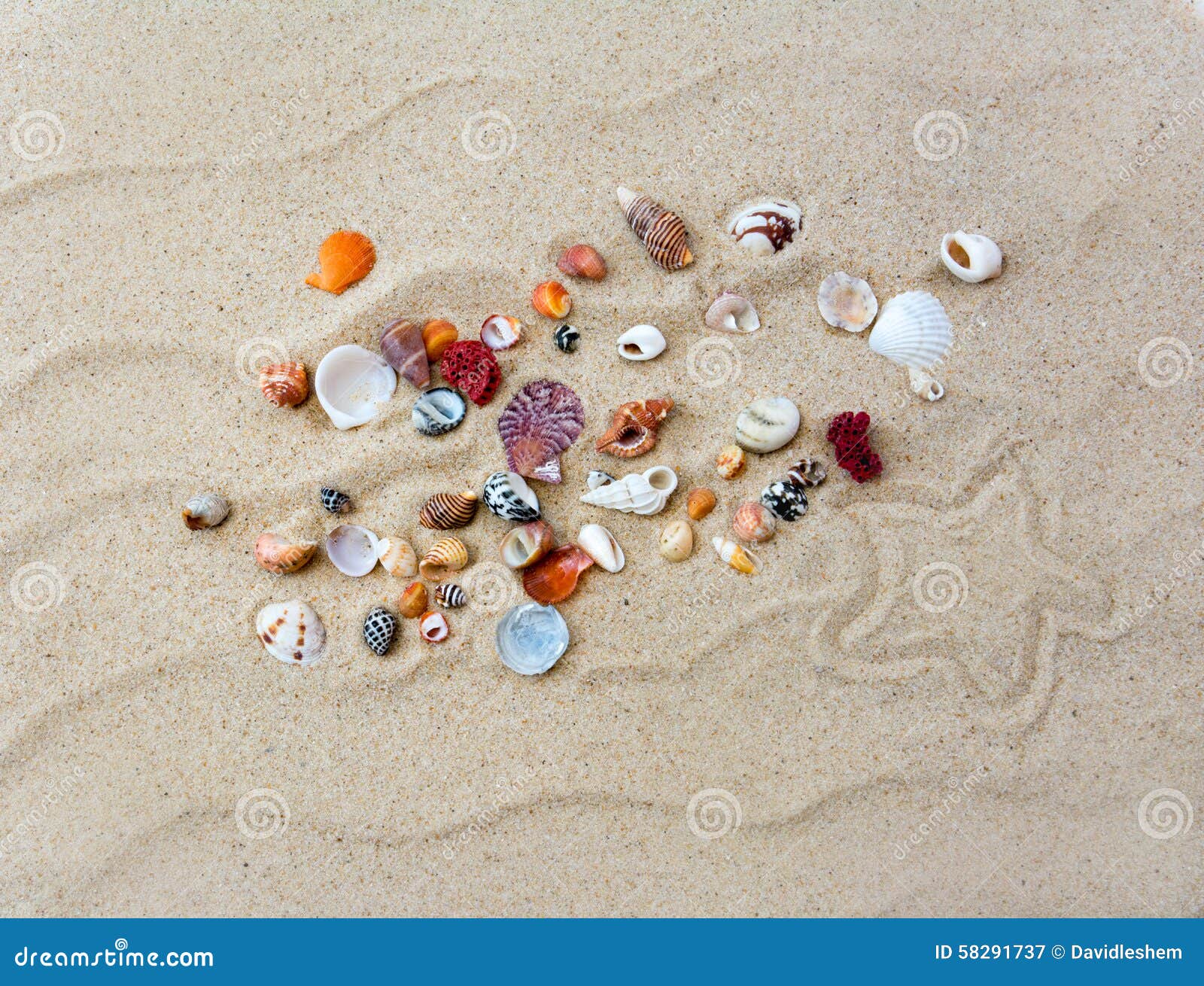 Colorful Shells on Beach with Star Stock Image - Image of goden, shells ...