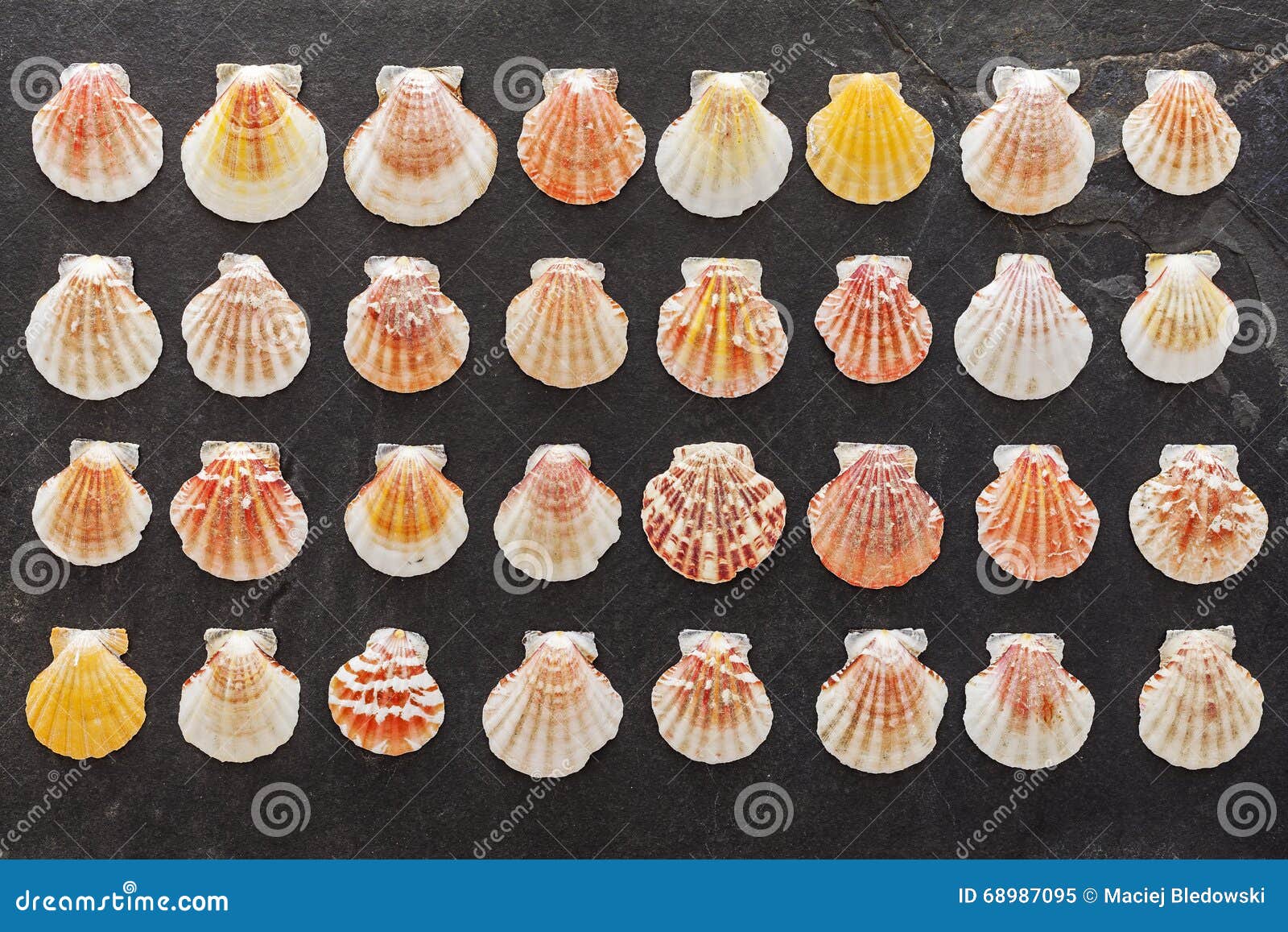 Colorful Shells on Black Stone Background Stock Image - Image of ...