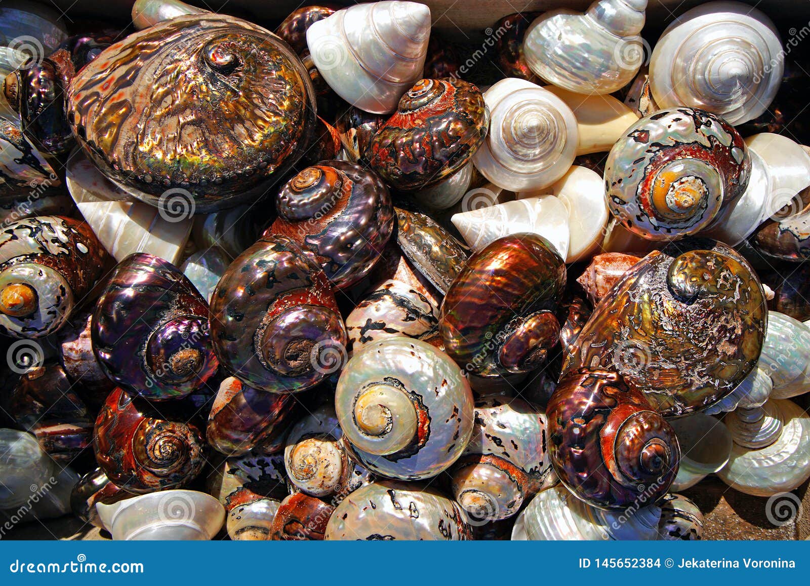 Colorful Shells Freshly Caught in Herakleio, Greece Stock Photo - Image ...