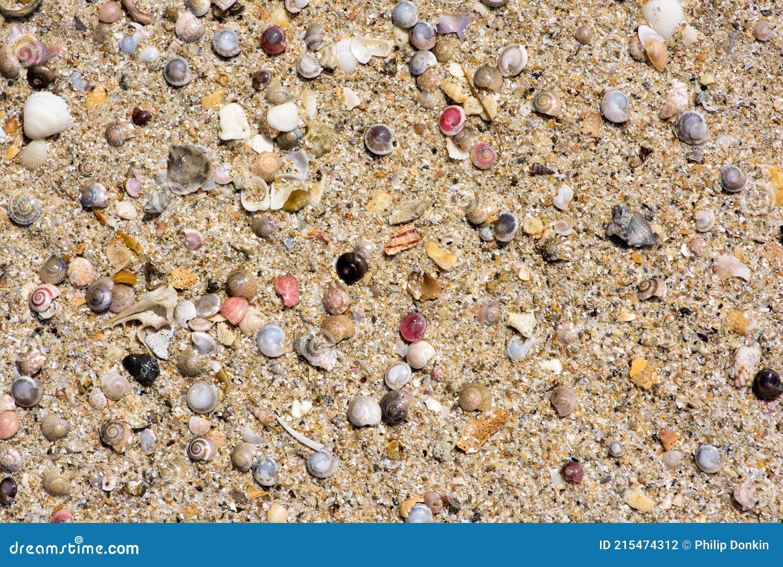 Colorful Shells, Objects Washed Up on Tropical Beaches Stock Photo ...