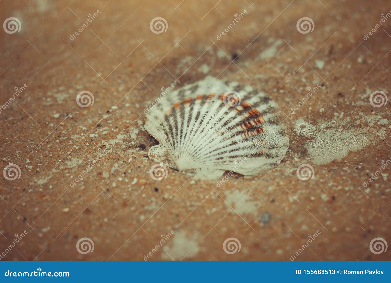 Colorful Shells on the Sand Stock Image - Image of sand, water: 155688513