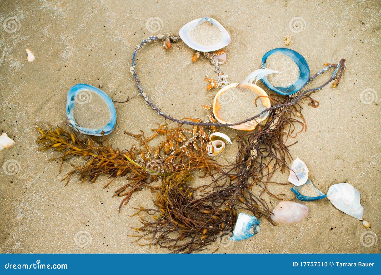 Colorful Shells and Seaweed on the Beach Stock Photo - Image of nature ...