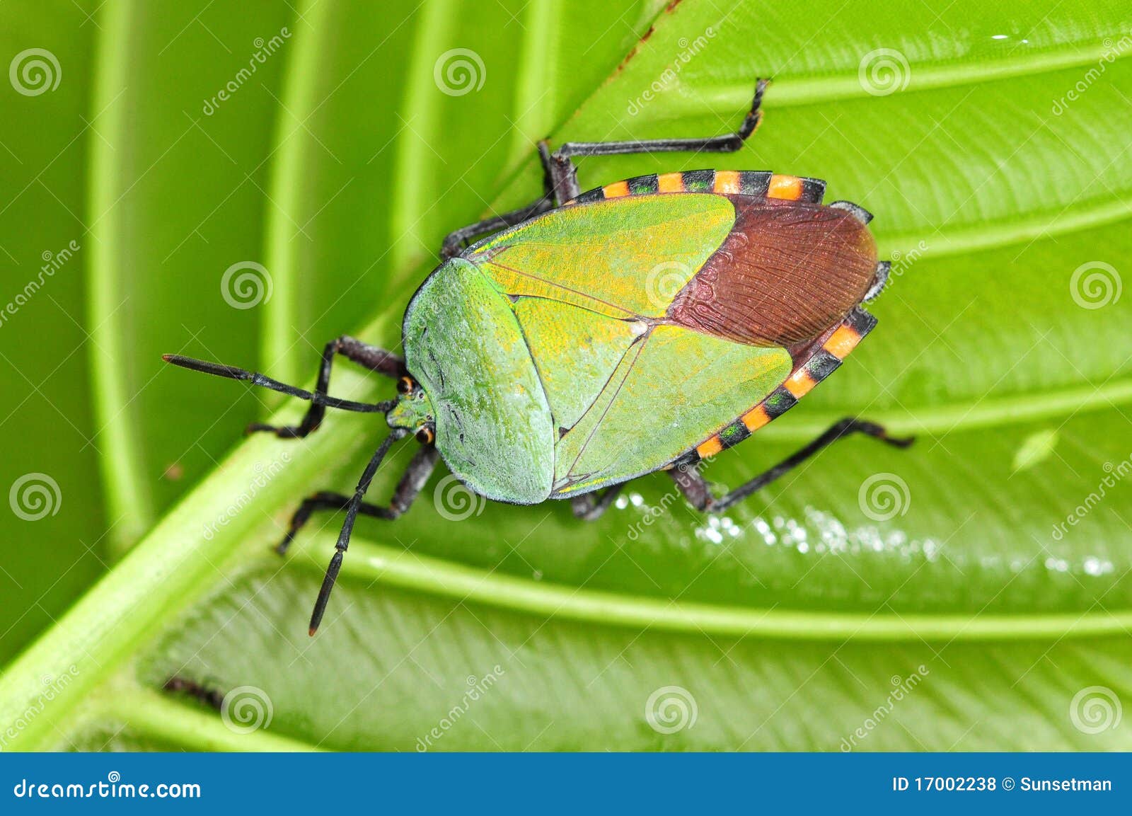 Colorful Shield Bug stock photo. Image of pose, species - 17002238