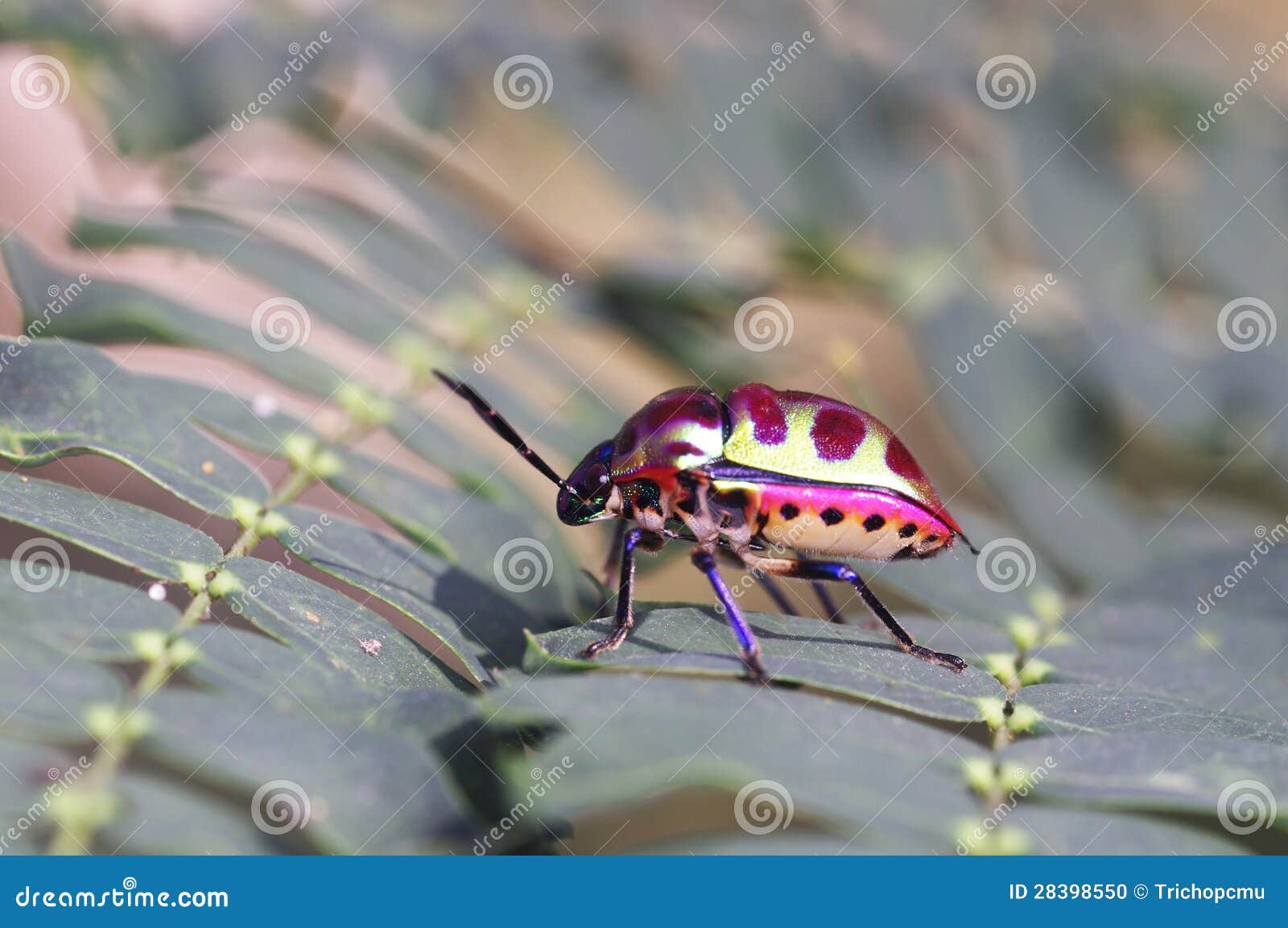 Colorful shield bug stock photo. Image of heteroptera - 28398550