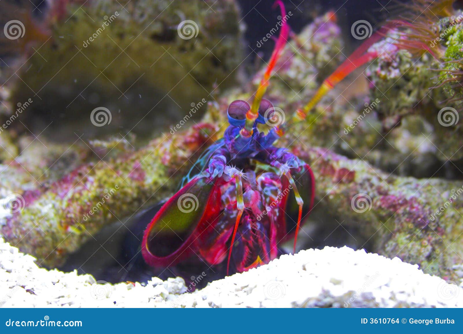Colorful shrimp stock photo. Image of nature, organism - 3610764