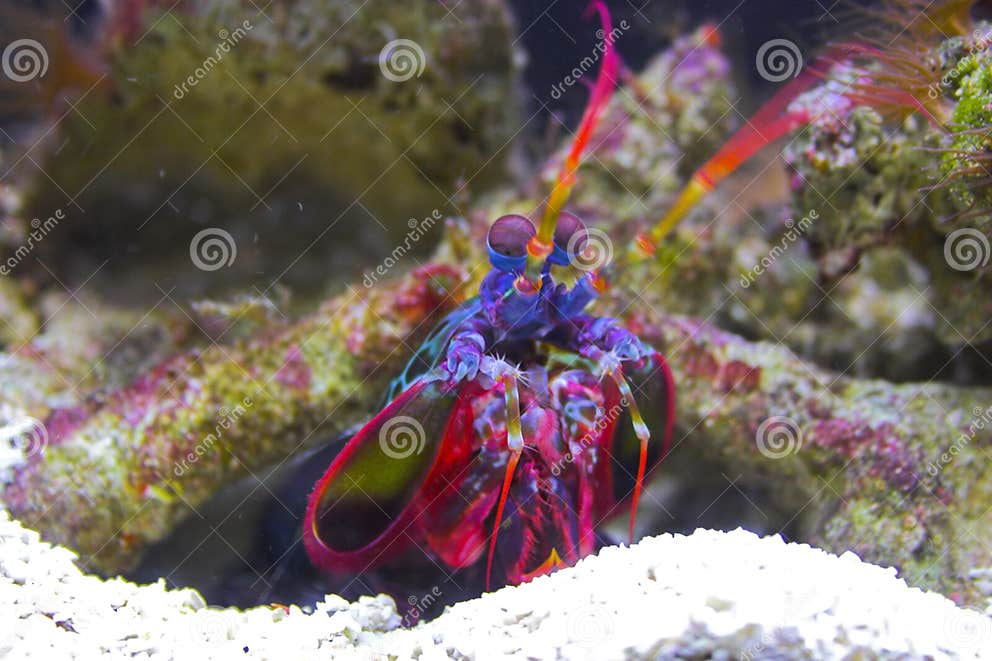 Colorful shrimp stock photo. Image of nature, organism - 3610764