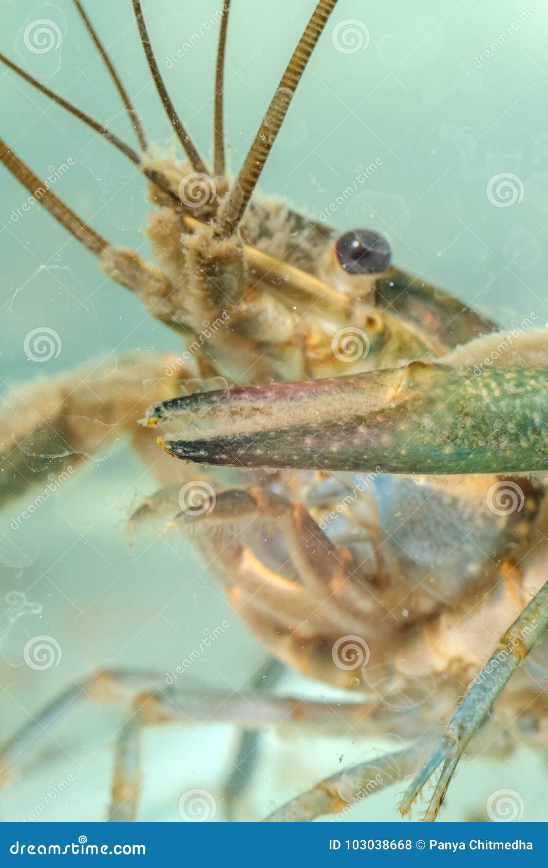 Colorful shrimp stock photo. Image of healthy, aquaculture - 103038668