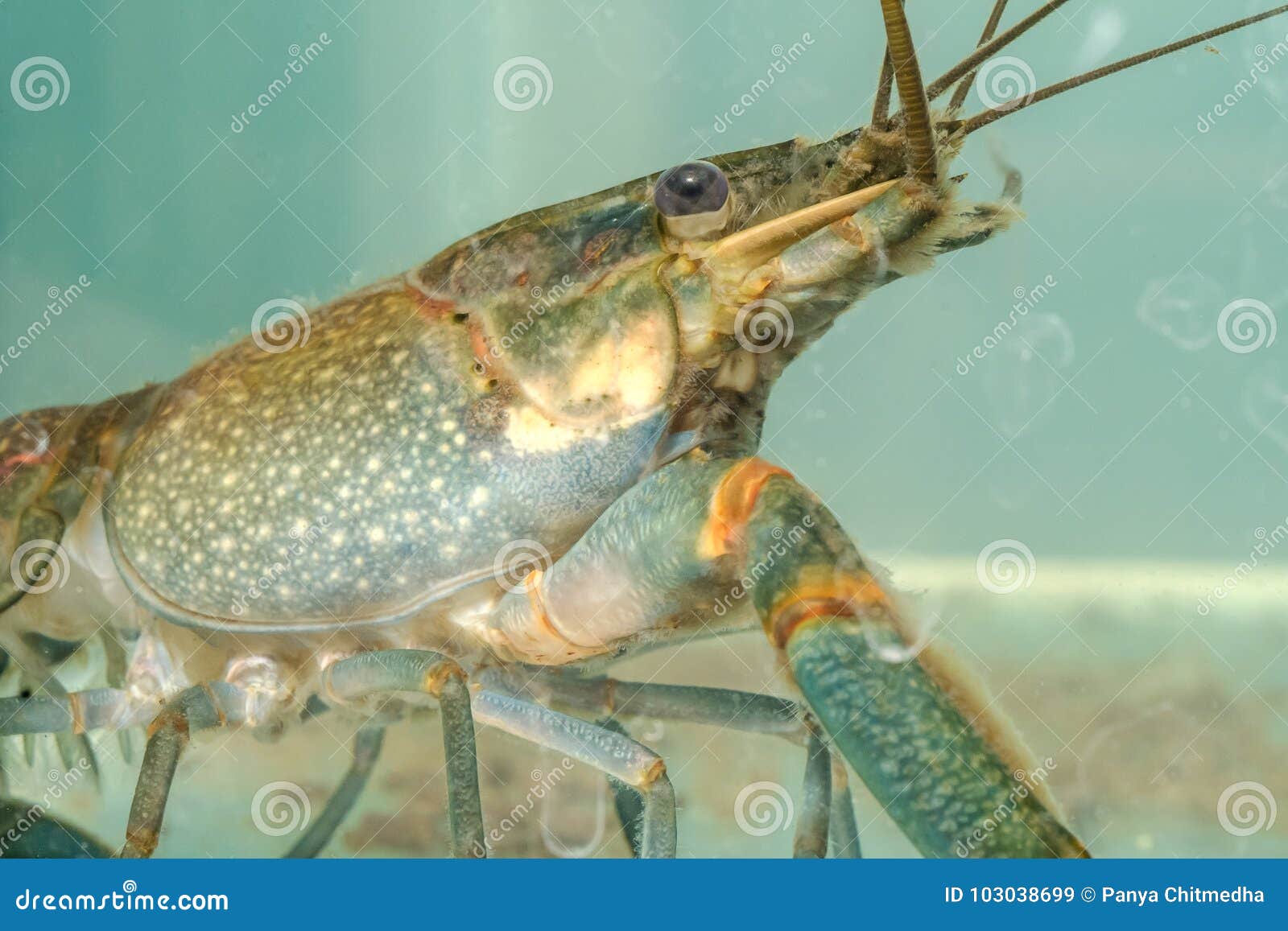 Colorful shrimp stock image. Image of portrait, design - 103038699