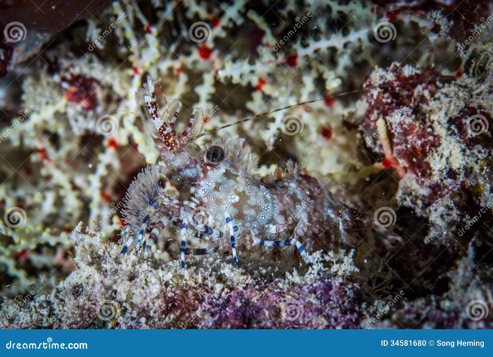 Colorful shrimp stock photo. Image of bright, nature - 34581680