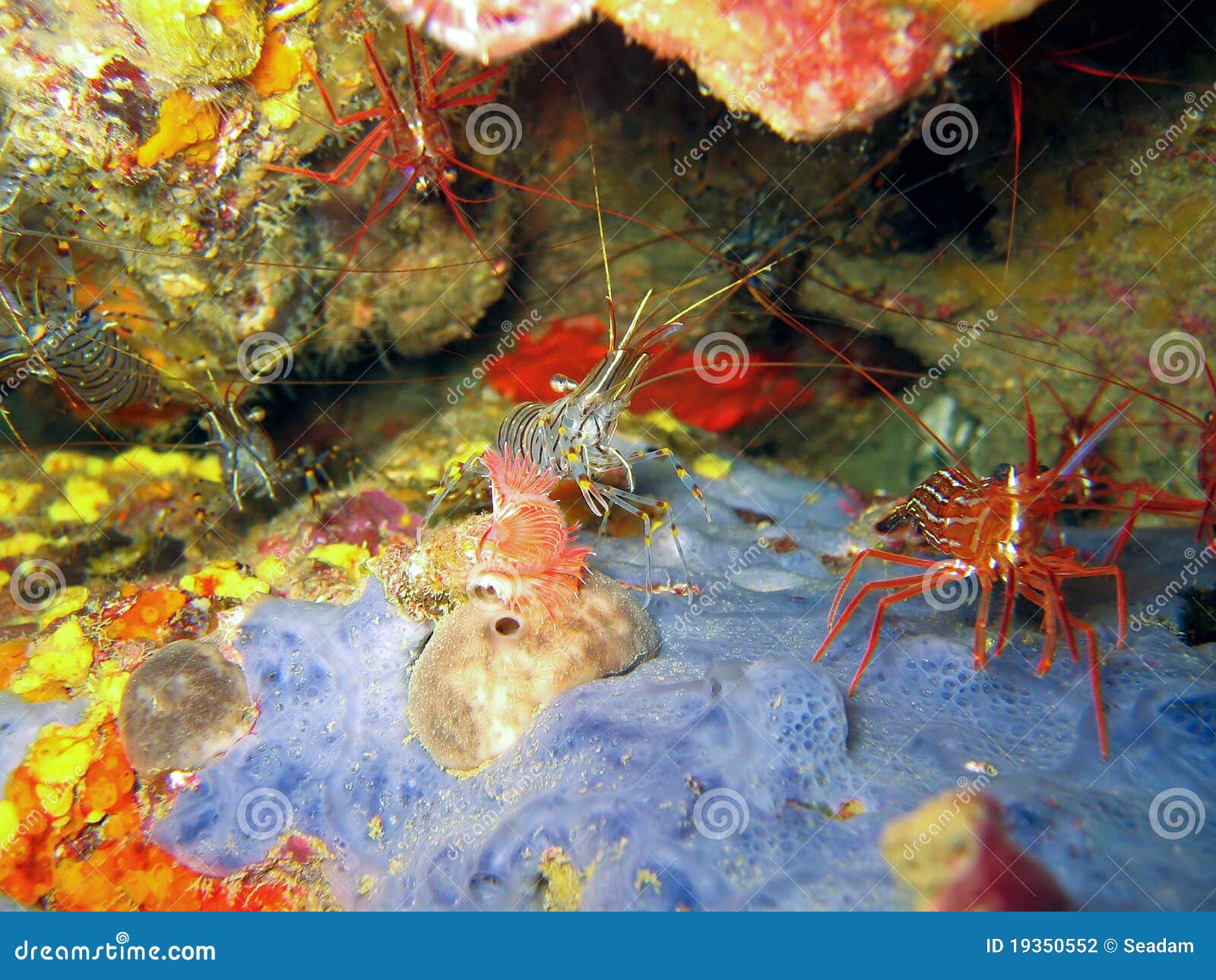 Colorful shrimps stock photo. Image of collioure, colorful - 19350552