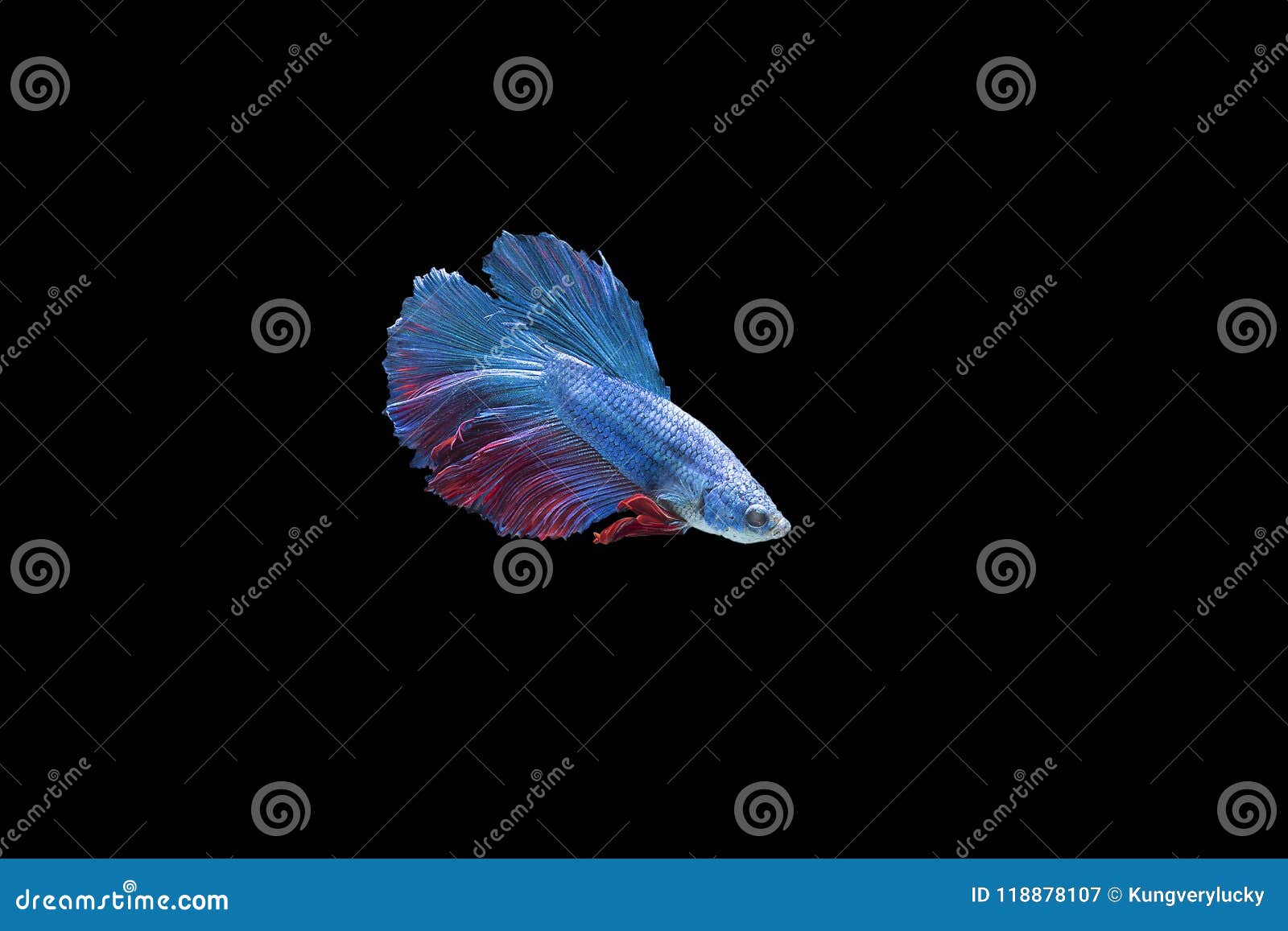 Colorful Siam Fighting Fish Stock Image - Image of fancy, betta: 118878107