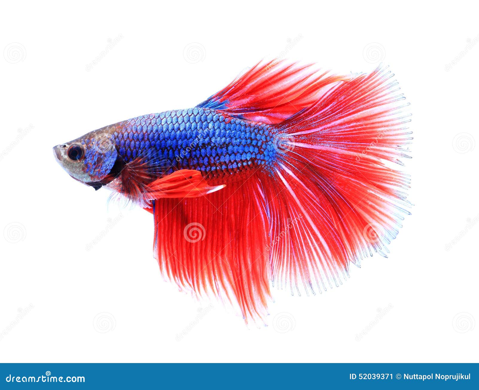 Colorful Siamese Fighting Fish , Betta Isolated on White Background ...