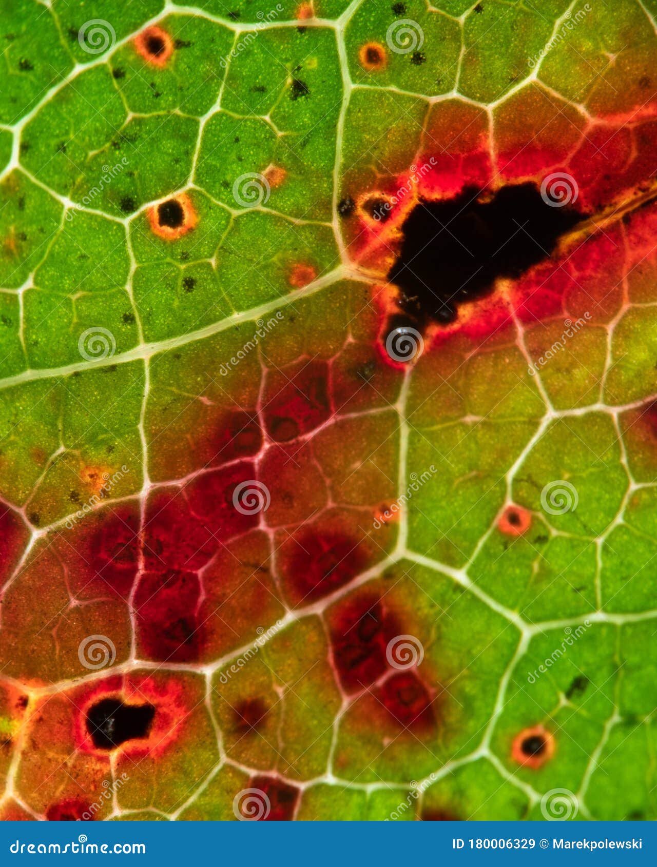Sickspots on Leaf Macro Closeup Stock Image - Image of sick, colorful ...