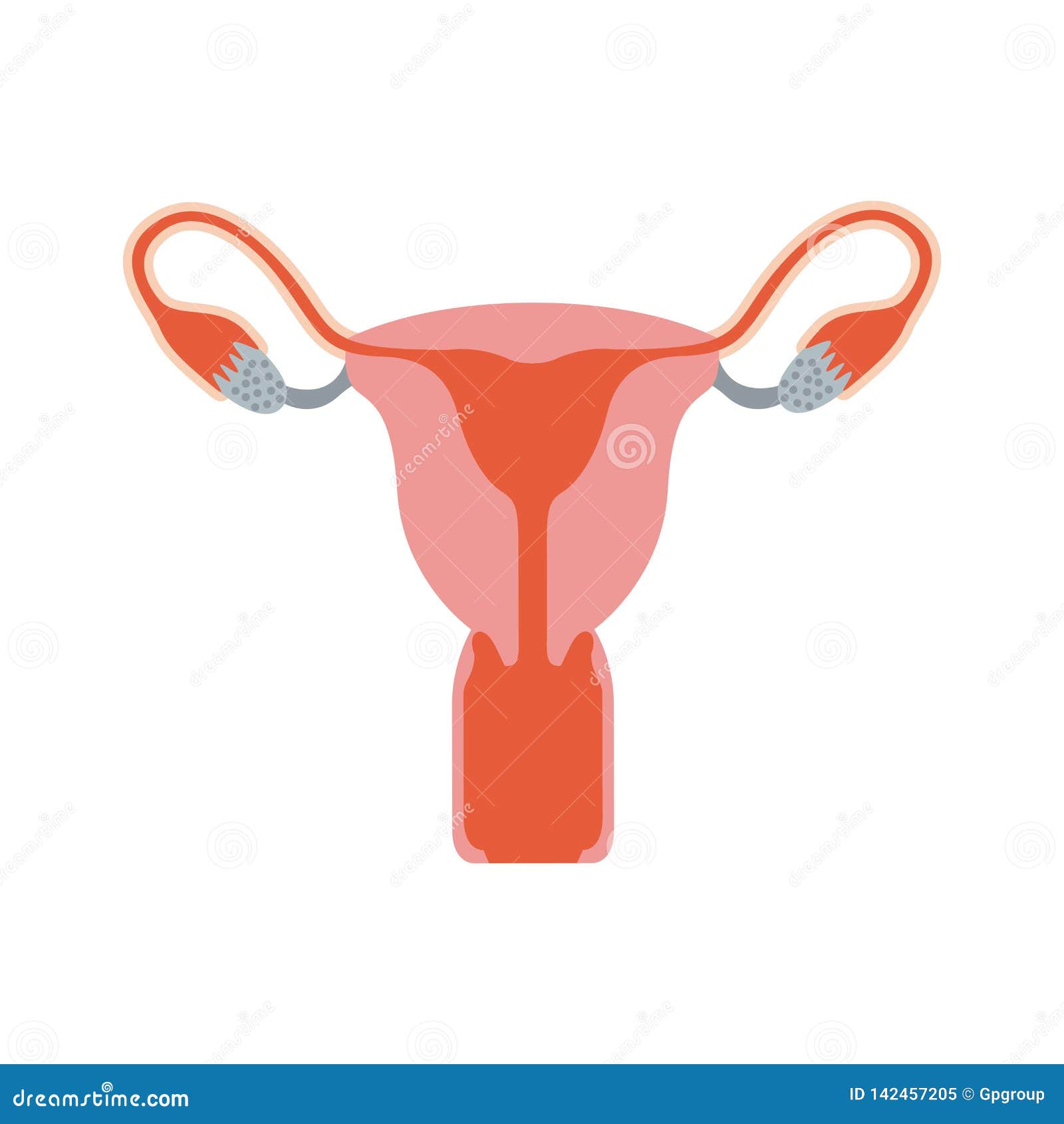Colorful Silhouette Female Reproductive System Stock Vector