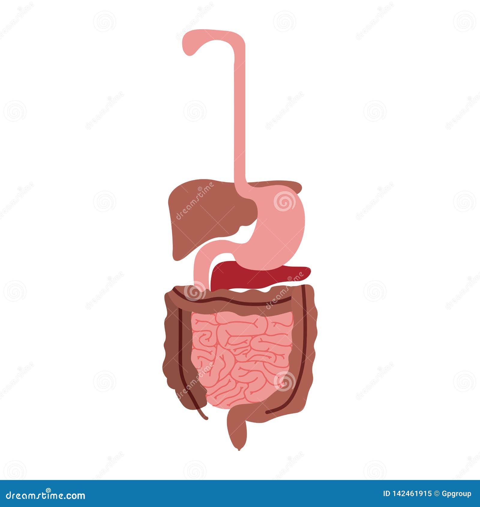 Colorful Silhouette Human Digestive System Stock Vector - Illustration ...